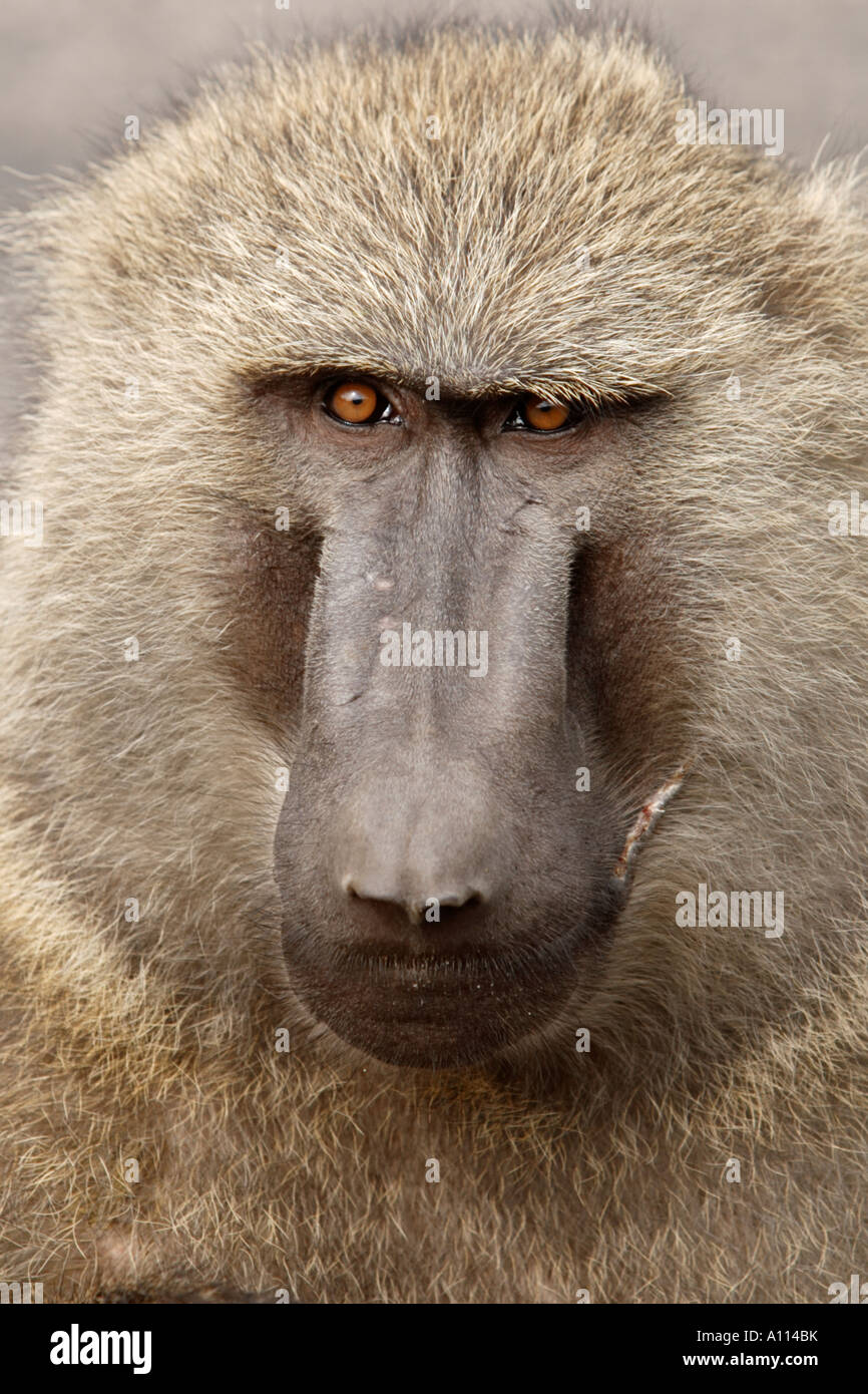 A male baboon pauses for a moment in Uganda's Semliki Valley Stock ...