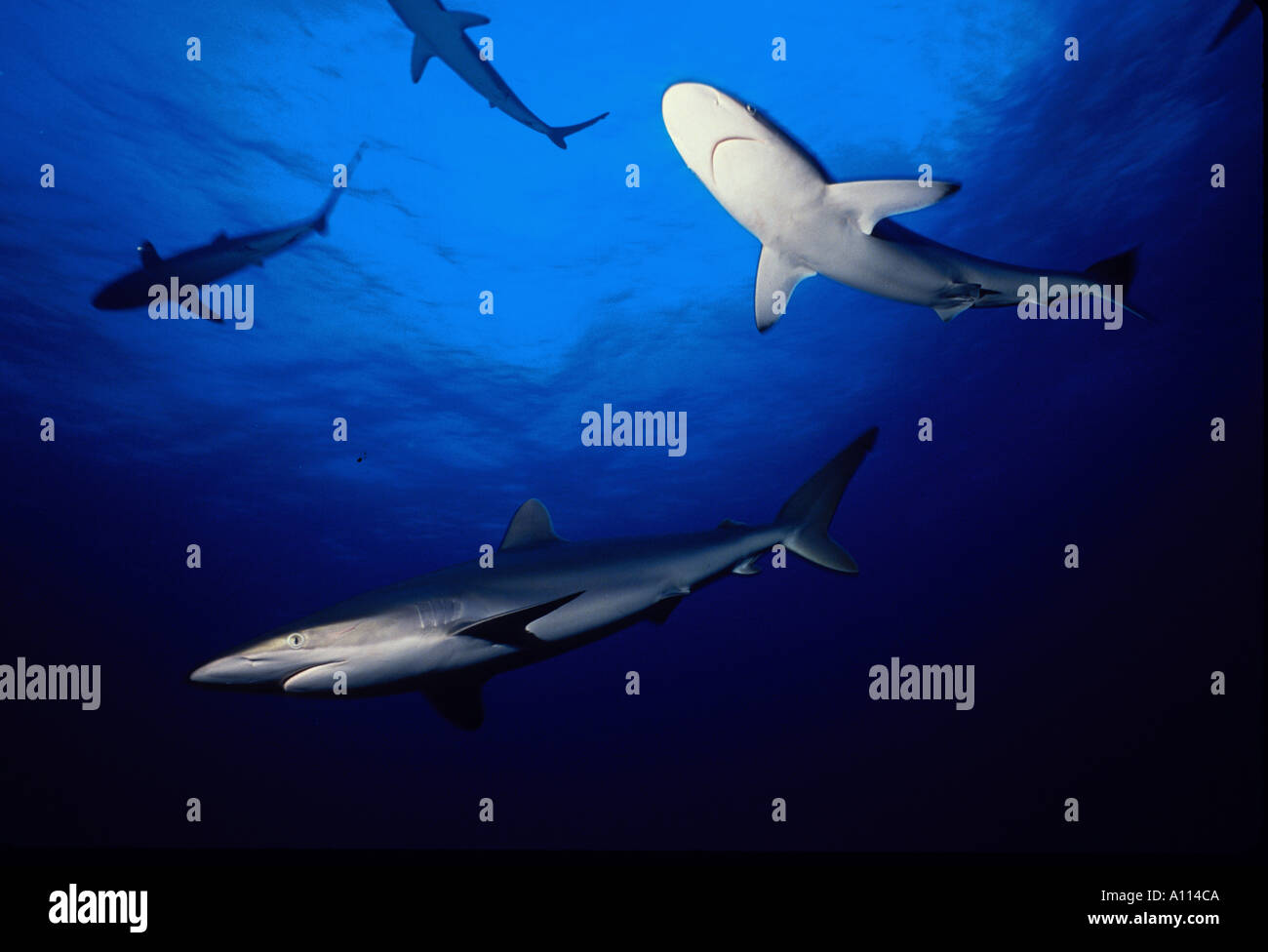 THE RELATIVELY SMALL SILKY SHARKS SWIM NEAR THE SURFACE OF THE ATLANTIC ...