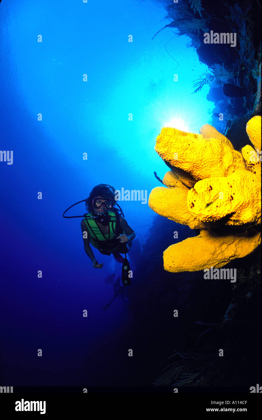 A FEMALE SCUBA DIVER AND YELLOW TUBE SPONGES ON BLOODY BAY WALL IN ...