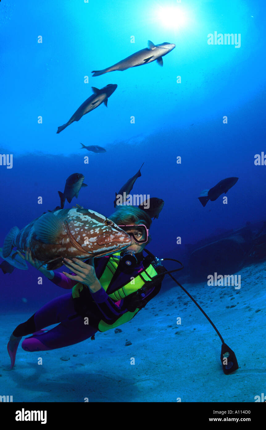 A FEMALE SCUBA DIVER INTERACTS WITH A NASSAU GROUPER WHILE BERMUDA ...