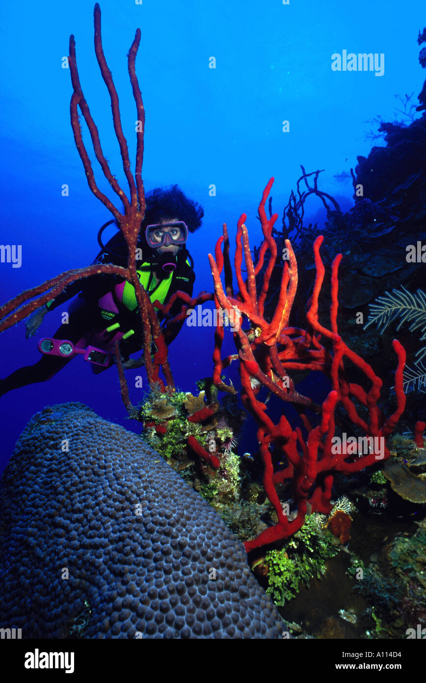 FEMALE SCUBA DIVER APPROACHES A CLUSTER OF RED ROPE SPONGES AND HEAD OF ...