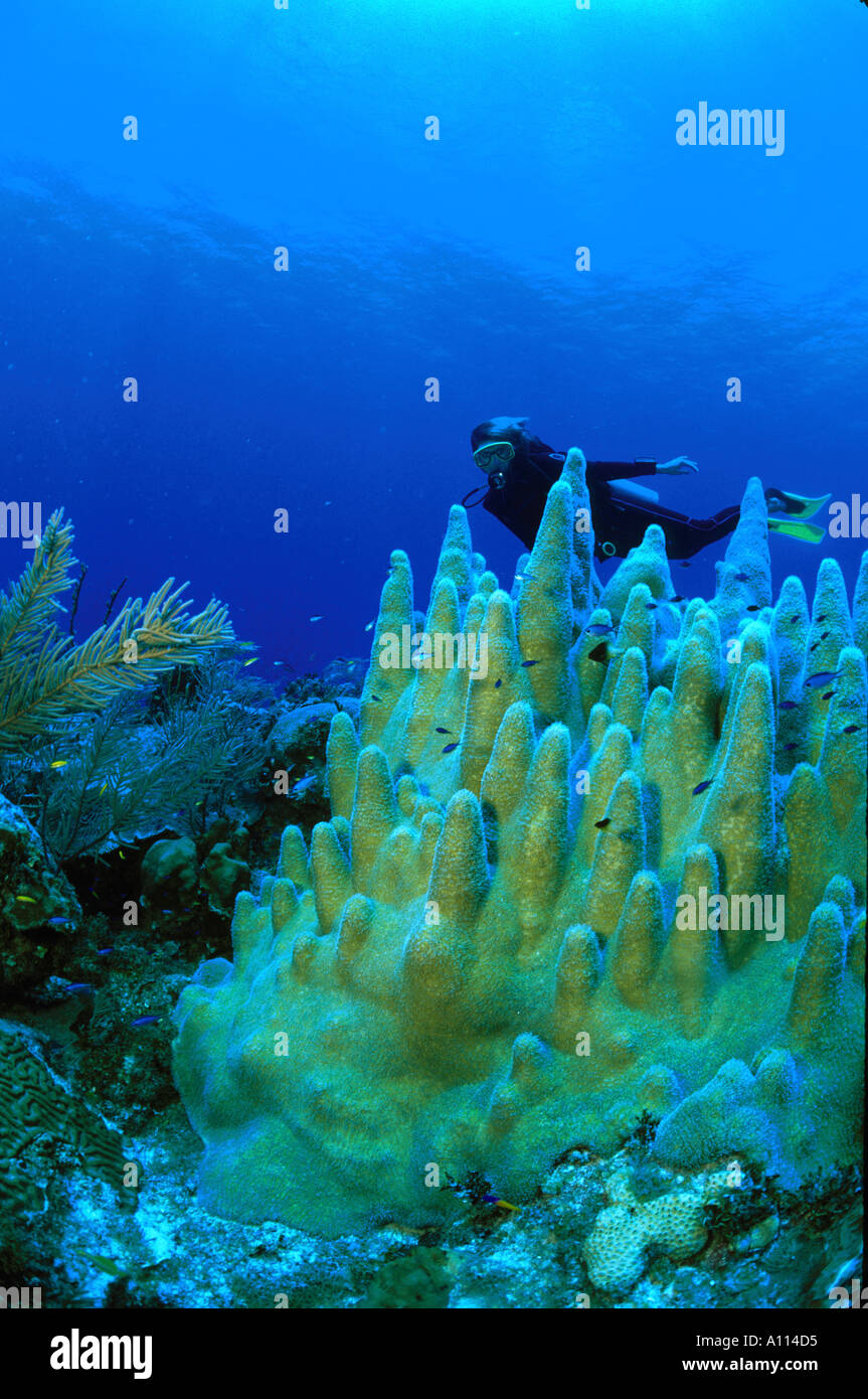 A FEMALE SCUBA DIVER SEES A STAND OF PILLAR CORAL Dendrogyra cylindrus ...