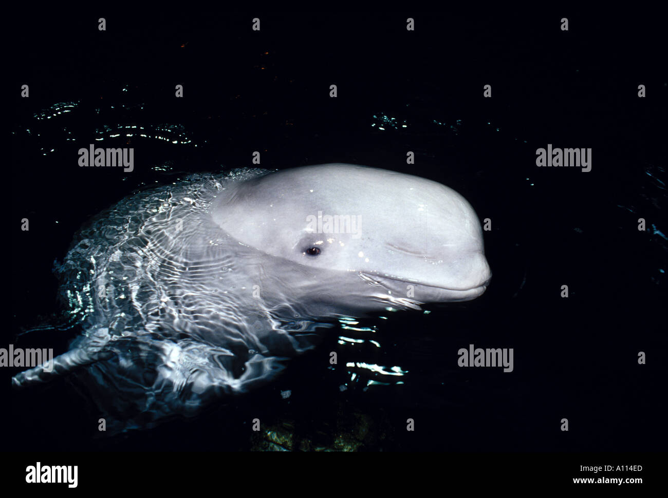 CLOSEUP OF THE FACE OF A BELUGA WHALE Delphinapterus leucas IN AN ...