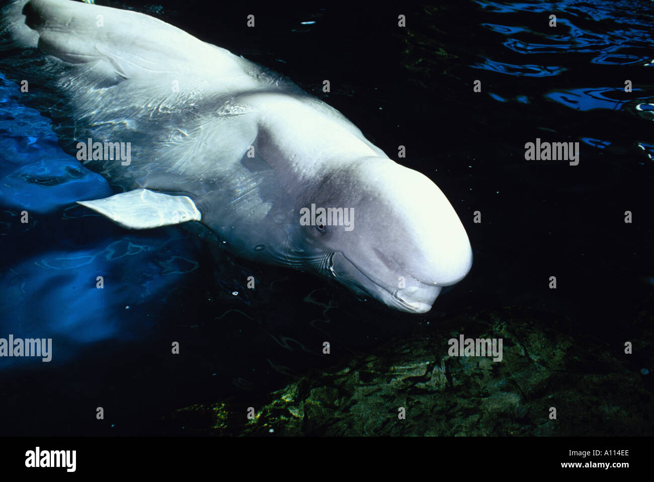 CLOSEUP OF THE BUMPHEAD OF A BELUGA WHALE Delphinapterus leucas IN A ...