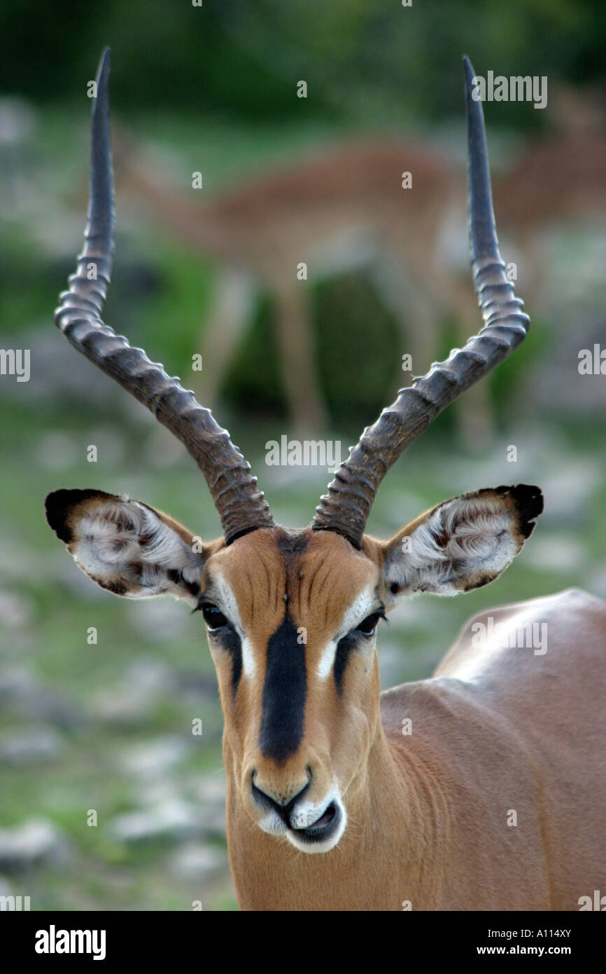 Black nose impala hi-res stock photography and images - Alamy