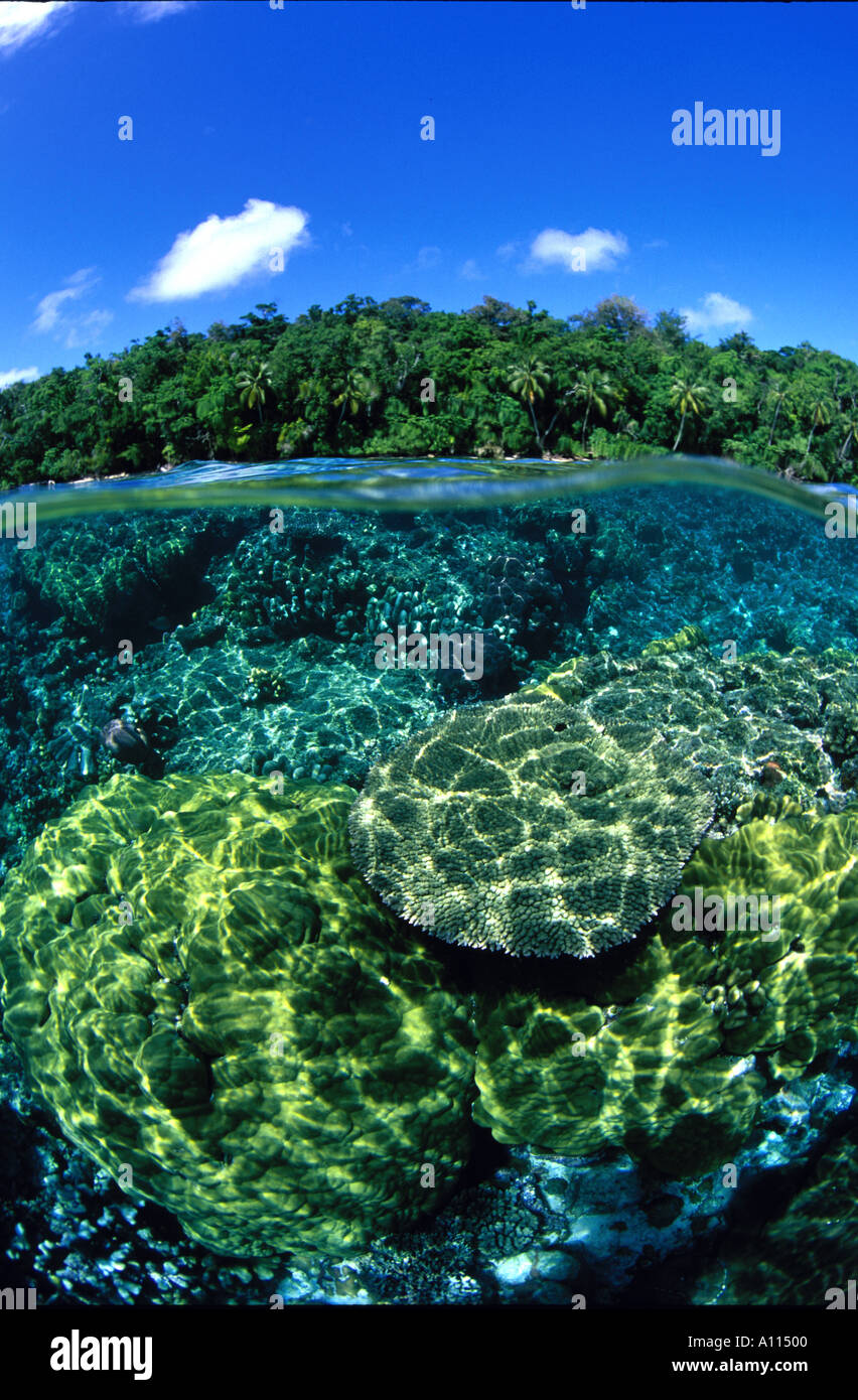 A SPLIT VIEW SHOWING A HEALTHY CORAL REEF UNDERWATER IN THE SOLOMON ...