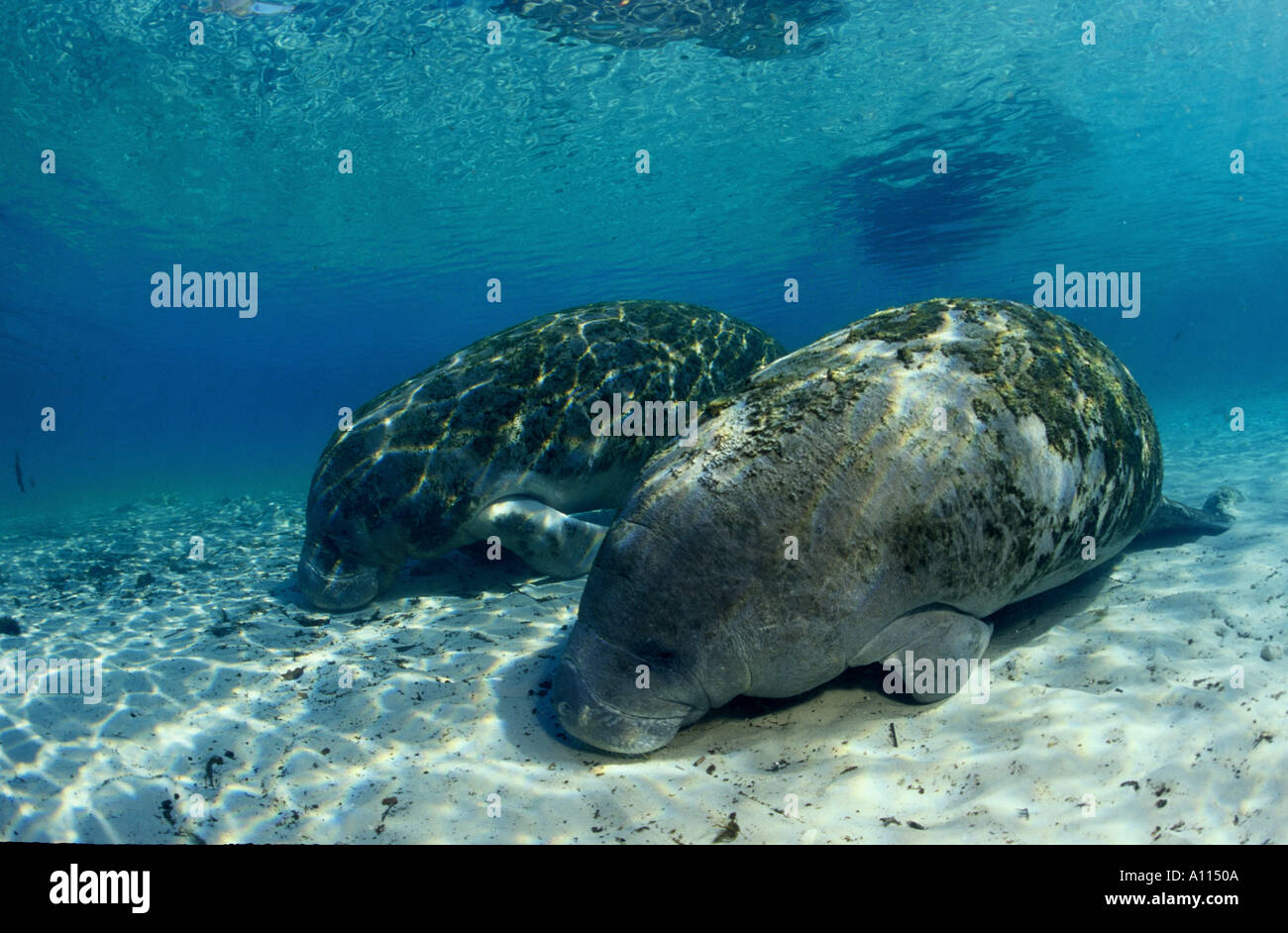 A PAIR OF ENDANGERED MANATEE Trichechus manatus BURROW INTO THE SANDY ...