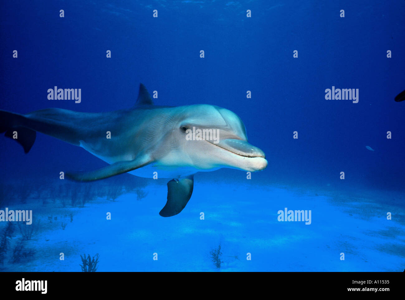 AN ATLANTIC BOTTLE NOSE DOLPHIN Tursiops truncatus IN THE BLUE WATERS ...