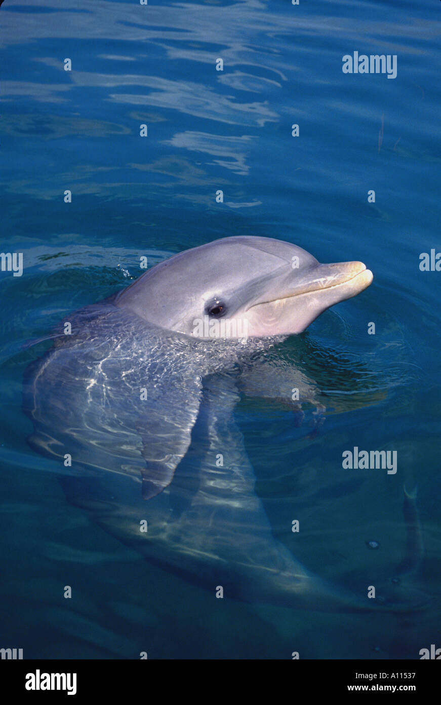 A BOTTLE NOSE DOLPHIN Tursiops truncatus LIFTS IT HEAD OUT OF THE WATER ...