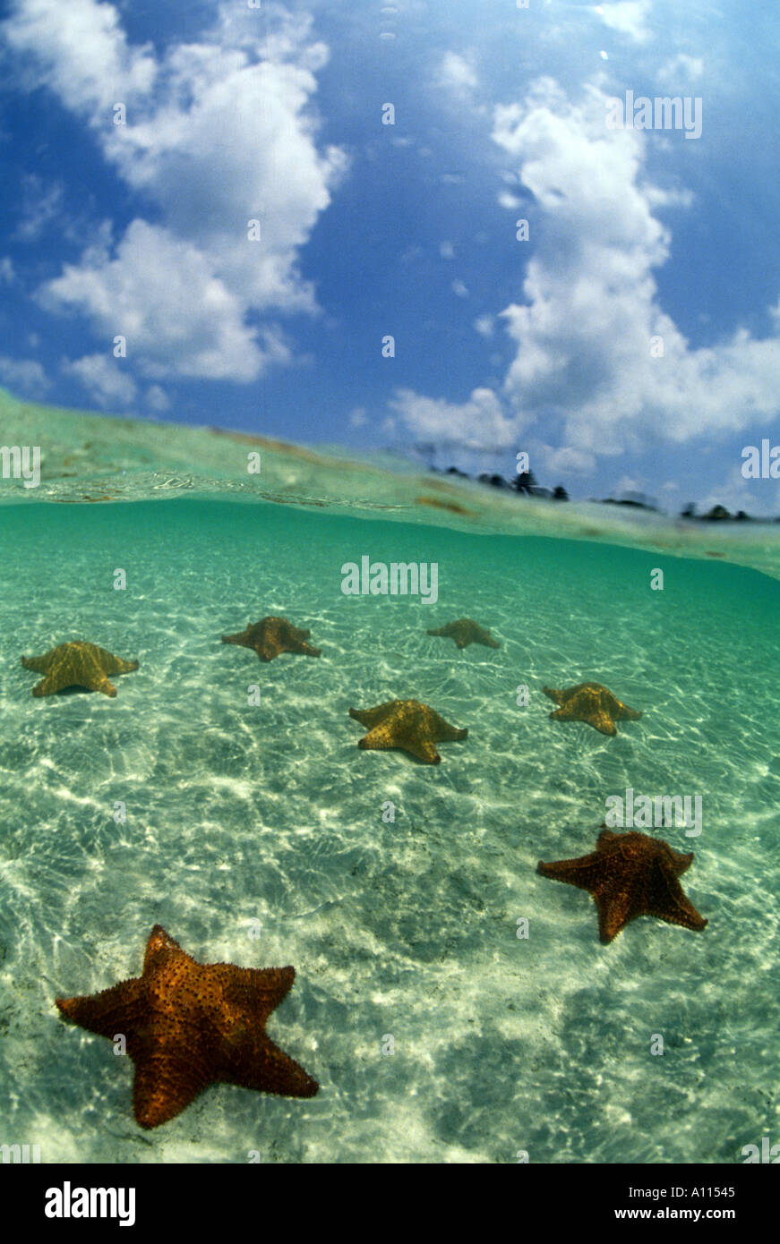 A SPLIT VIEW OF A GATHERING OF CUSHION SEA STARS IN SHALLOW WATER WITH ...