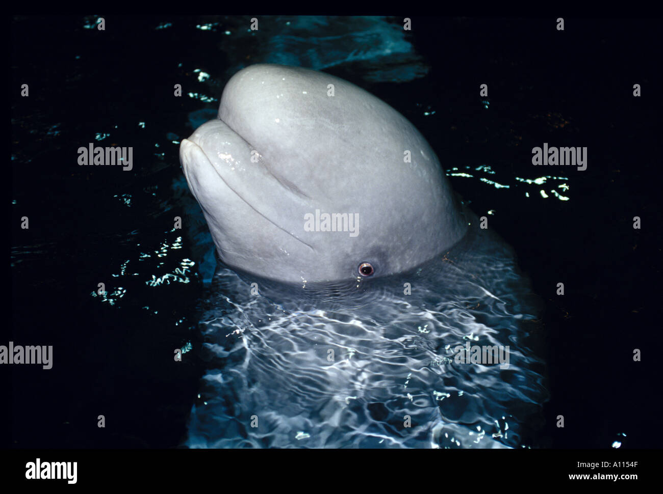 FACIAL CLOSEUP OF A BELUGA WHALE Delphinapterus leucas IN A FRESH WATER ...