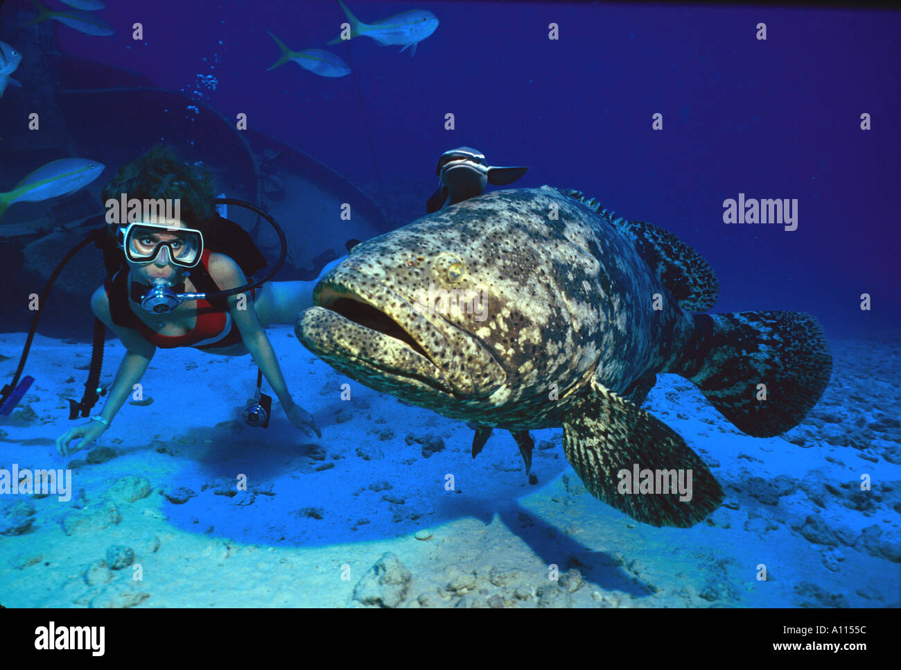 Blue fish big lips hi-res stock photography and images - Alamy