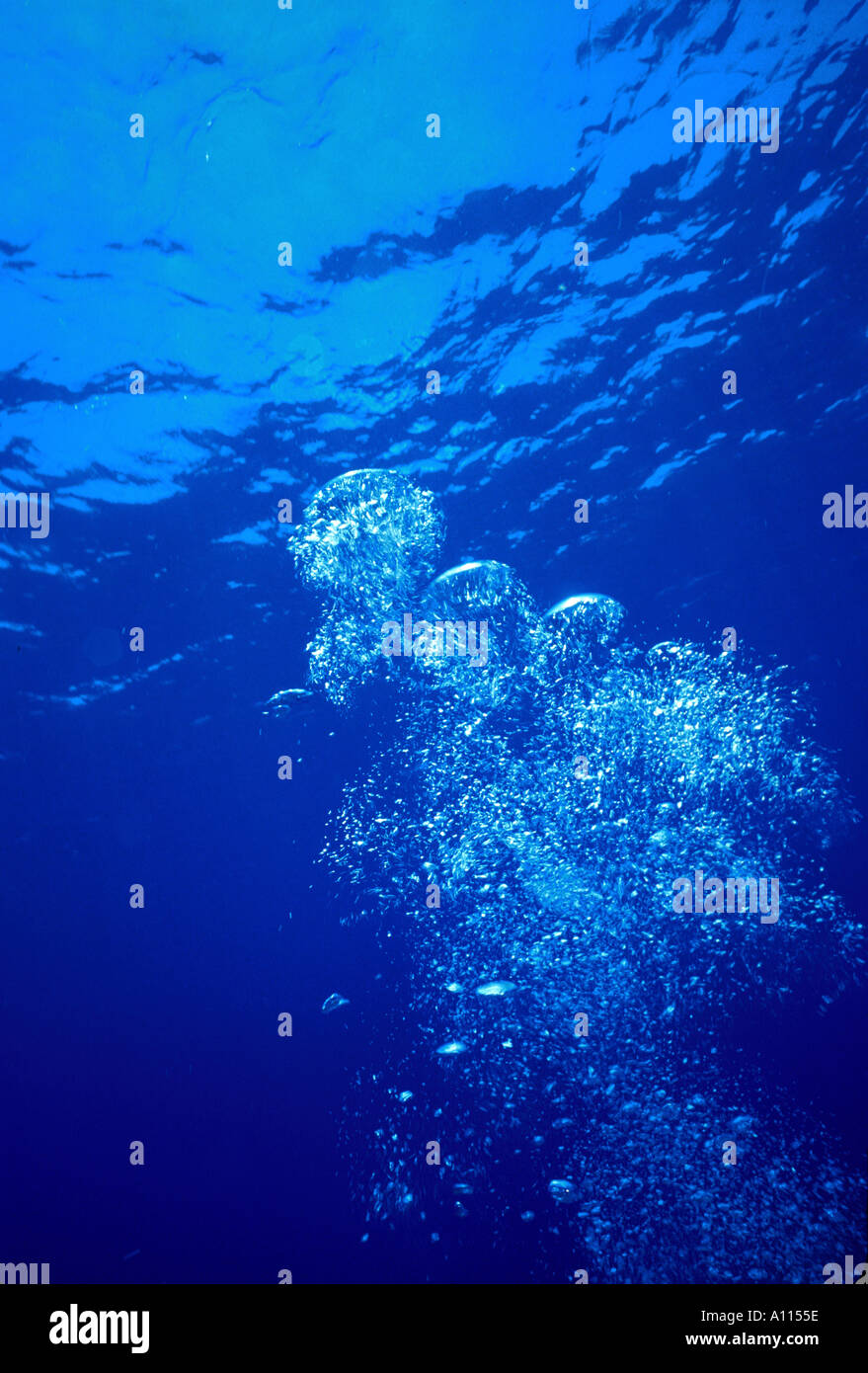 Bubbles from a diver hi-res stock photography and images - Alamy