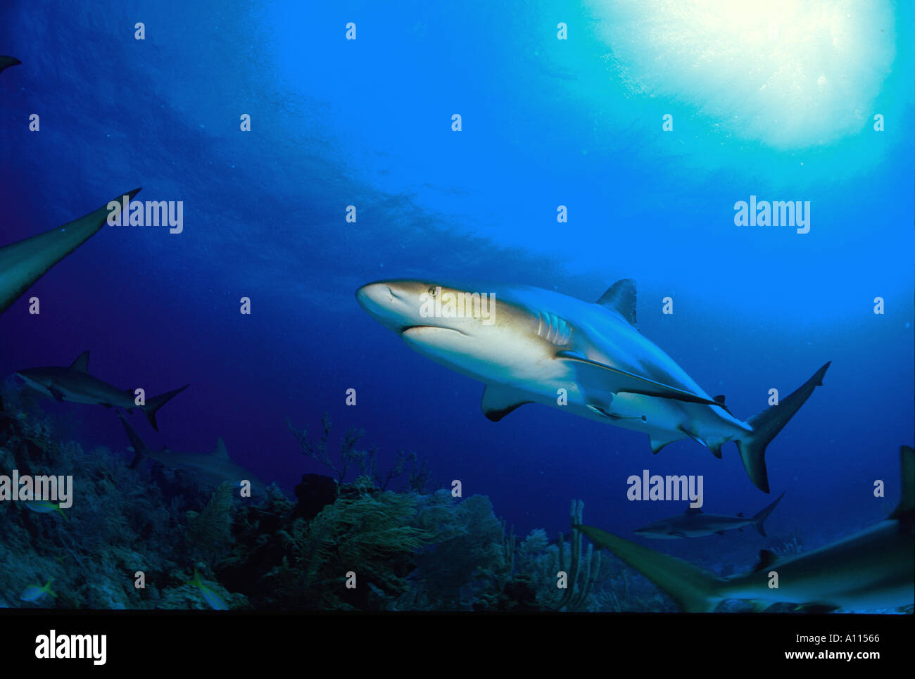 Profile in circle hi-res stock photography and images - Alamy