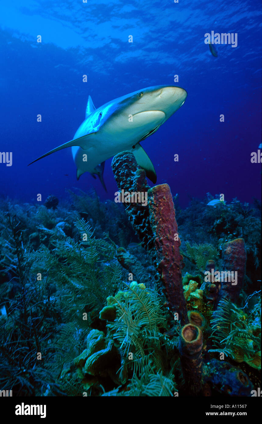 A REEF SHARK Carcharhinus perezi AND TUBE SPONGES ON A REEF IN THE ...