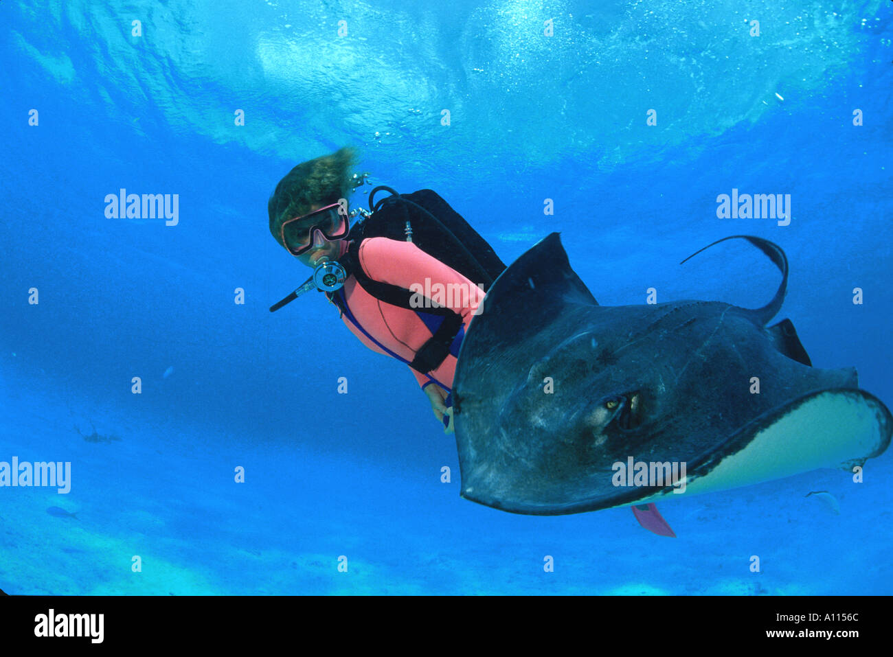 A FEMALE SCUBA AND A SOUTHER STINGRAY Dasyatis americana AT STINGRAY ...
