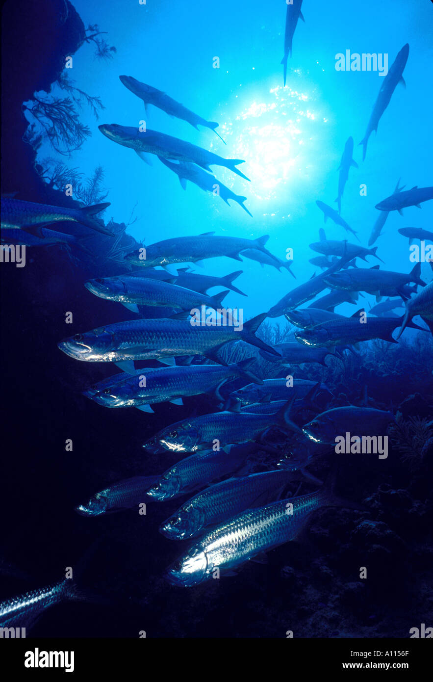 SILVERY TARPON Megalops atlanticus SCHOOL AT TARPON ALLEY IN GRAND ...
