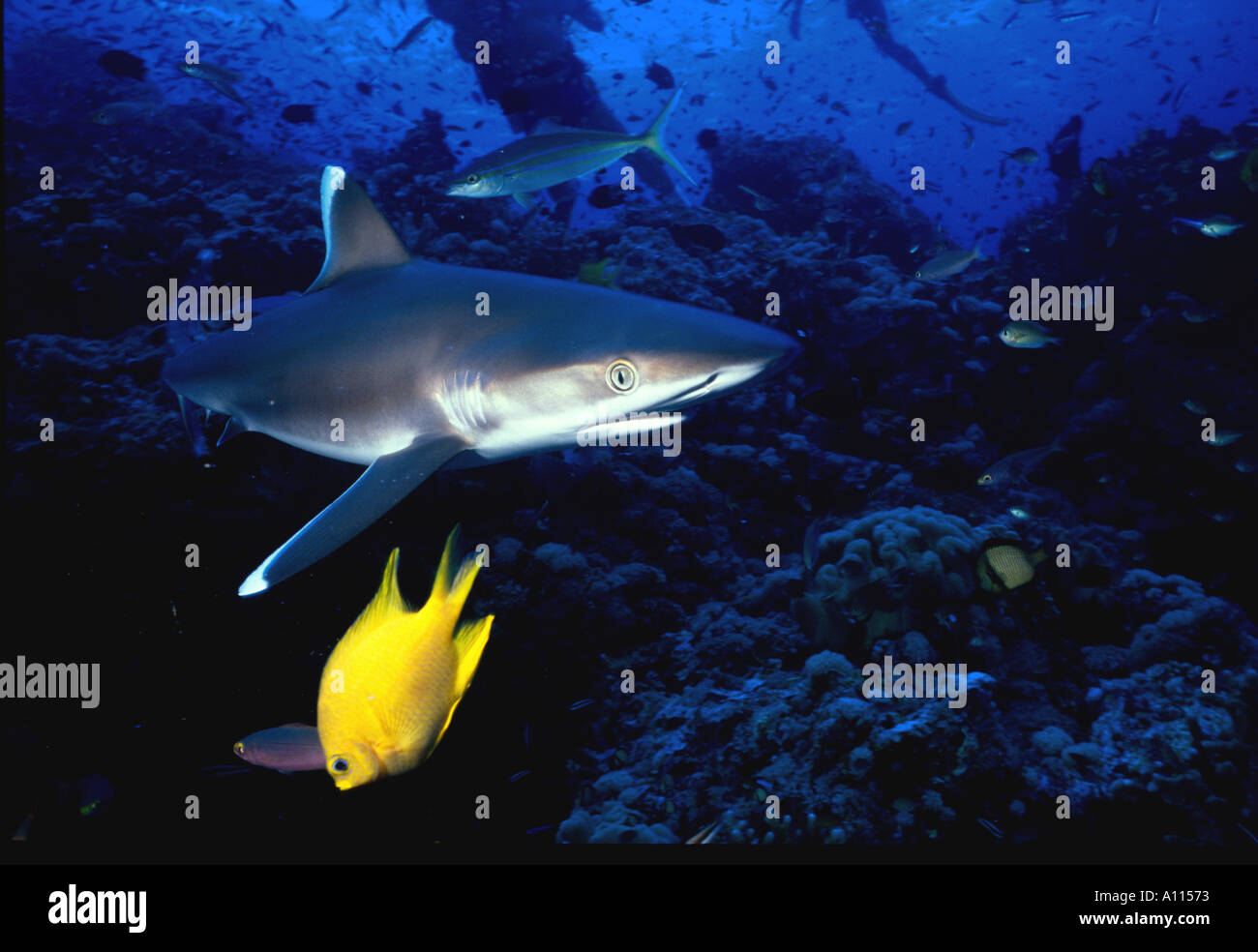Silvertip Shark Silvertip Shark (Carcharhinus Albimarginatus).