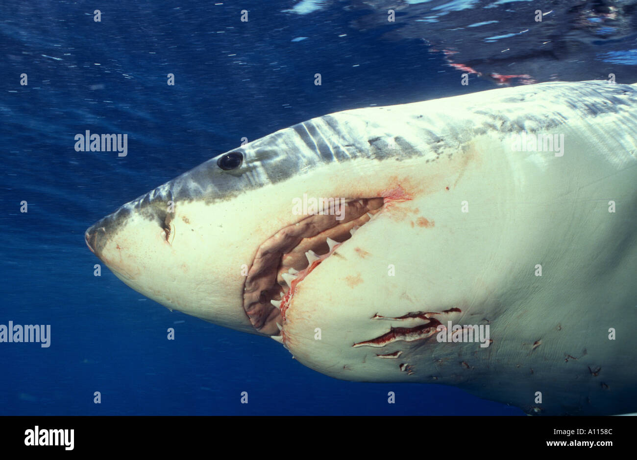 CLOSEUP OF THE RAVAGED FACE OF A GREAT WHITE SHARK IN THE WATERS OF ...