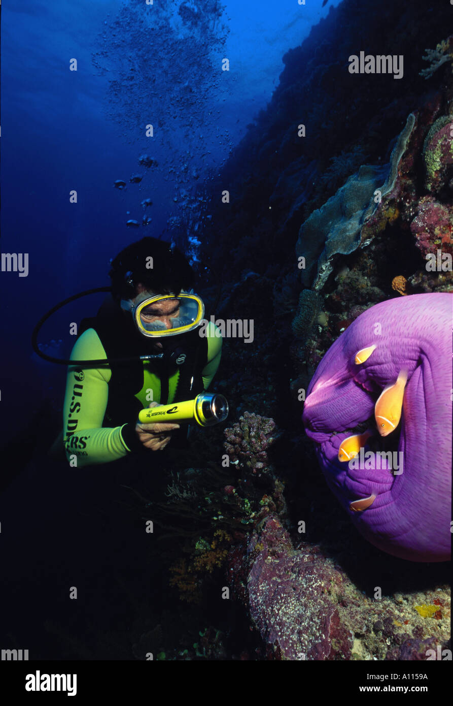 A MALE SCUBA DIVER AIMS A LIGHT AT SEVERAL CLOWNFISH AND THE OUTER ...