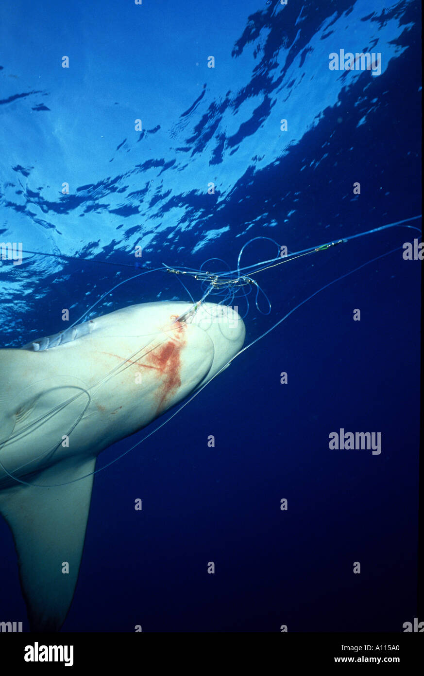 A GALAPAGOS SHARK ENTANGLED IN THE MONOFILAMENT OF A LONG LINE IN THE ...