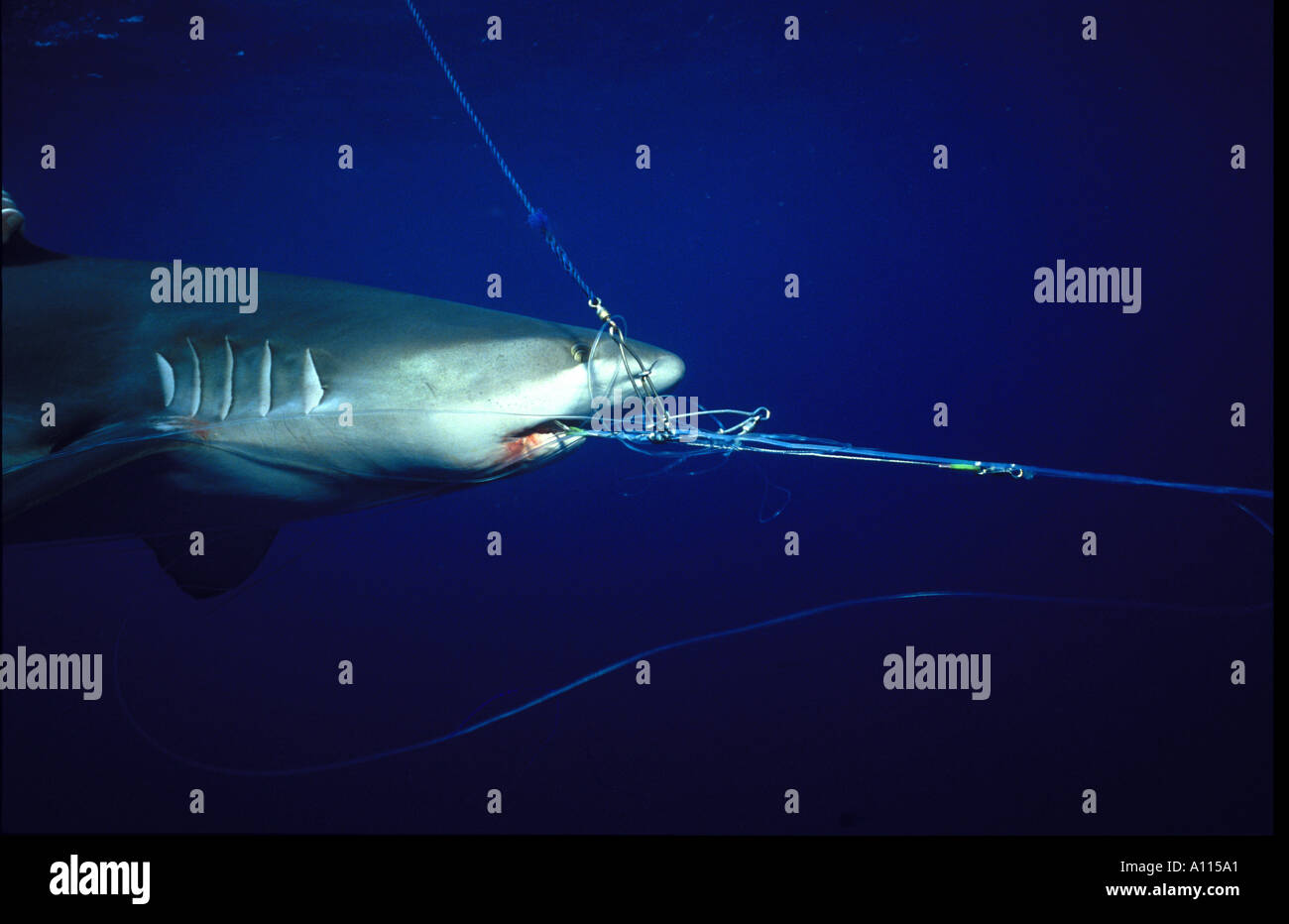 A GALAPAGOS SHARK ENTANGLED IN THE MONOFILAMENT OF A LONG LINE IN THE ...