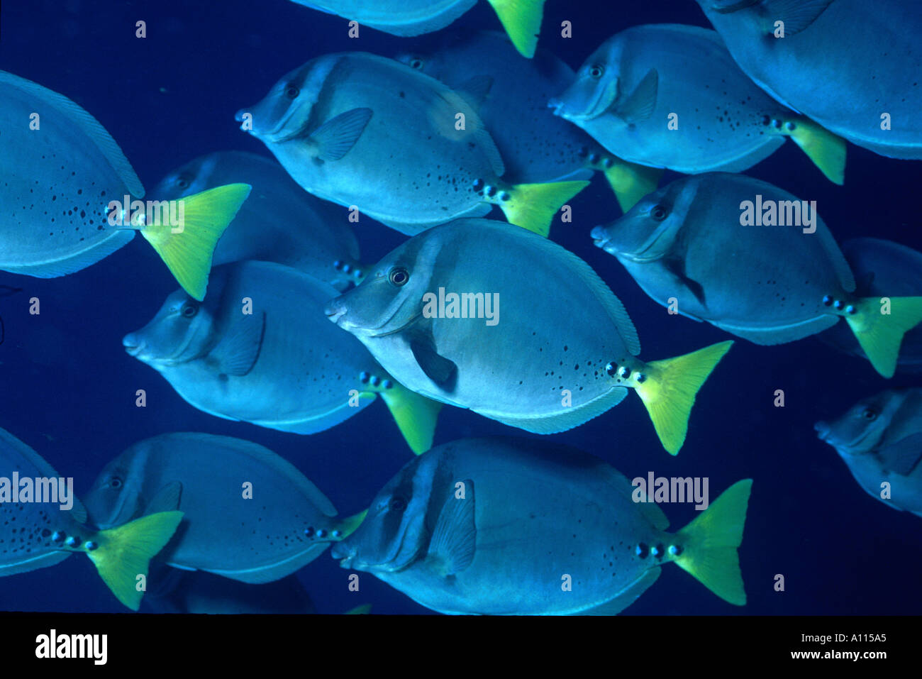 SCHOOLING YELLOWTAILED SURGEONFISH Prionurus laticlavius IN THE ...