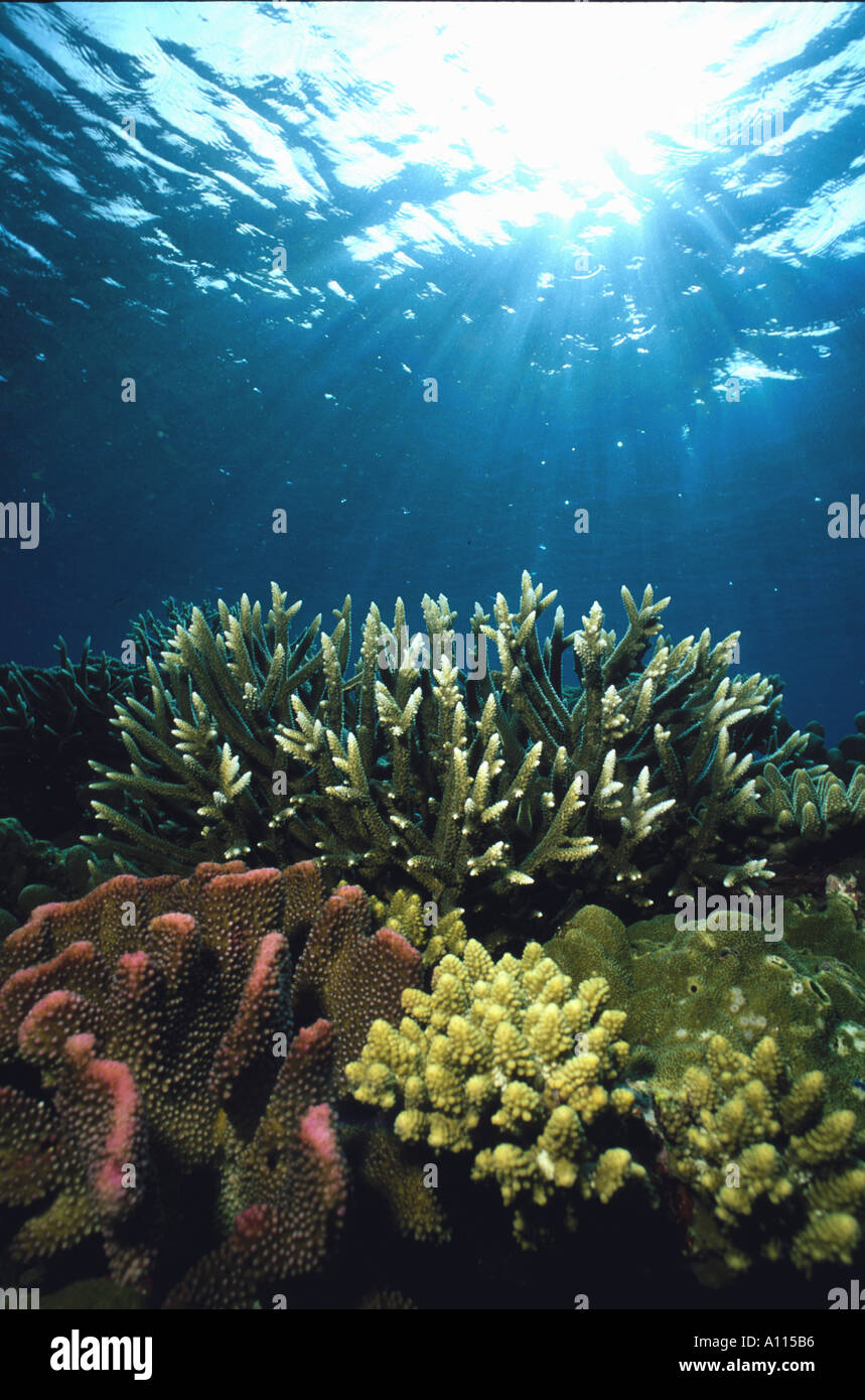 Cluster w hi-res stock photography and images - Alamy