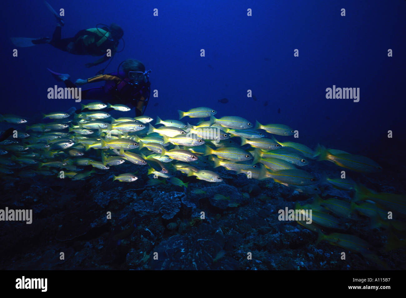 A PAIR OF SCUBA DIVERS AND A SCHOOL OF EMPEROR FISH ON A CORAL REEF IN ...