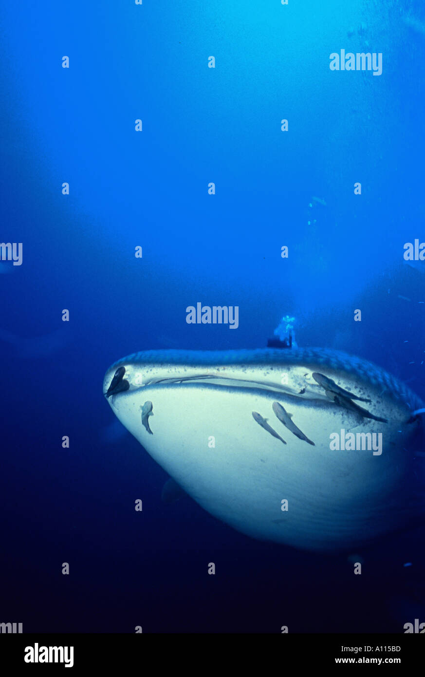 Whale shark with remoras underside hi-res stock photography and images ...