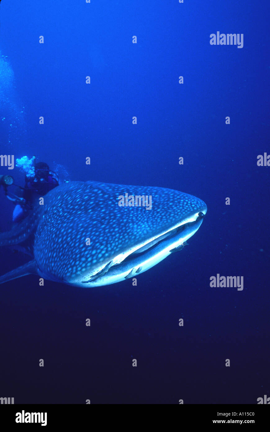 A SCUBA DIVER HITCHES A RIDE ON A LARGE WHALE SHARK Rhinocodon typus ...