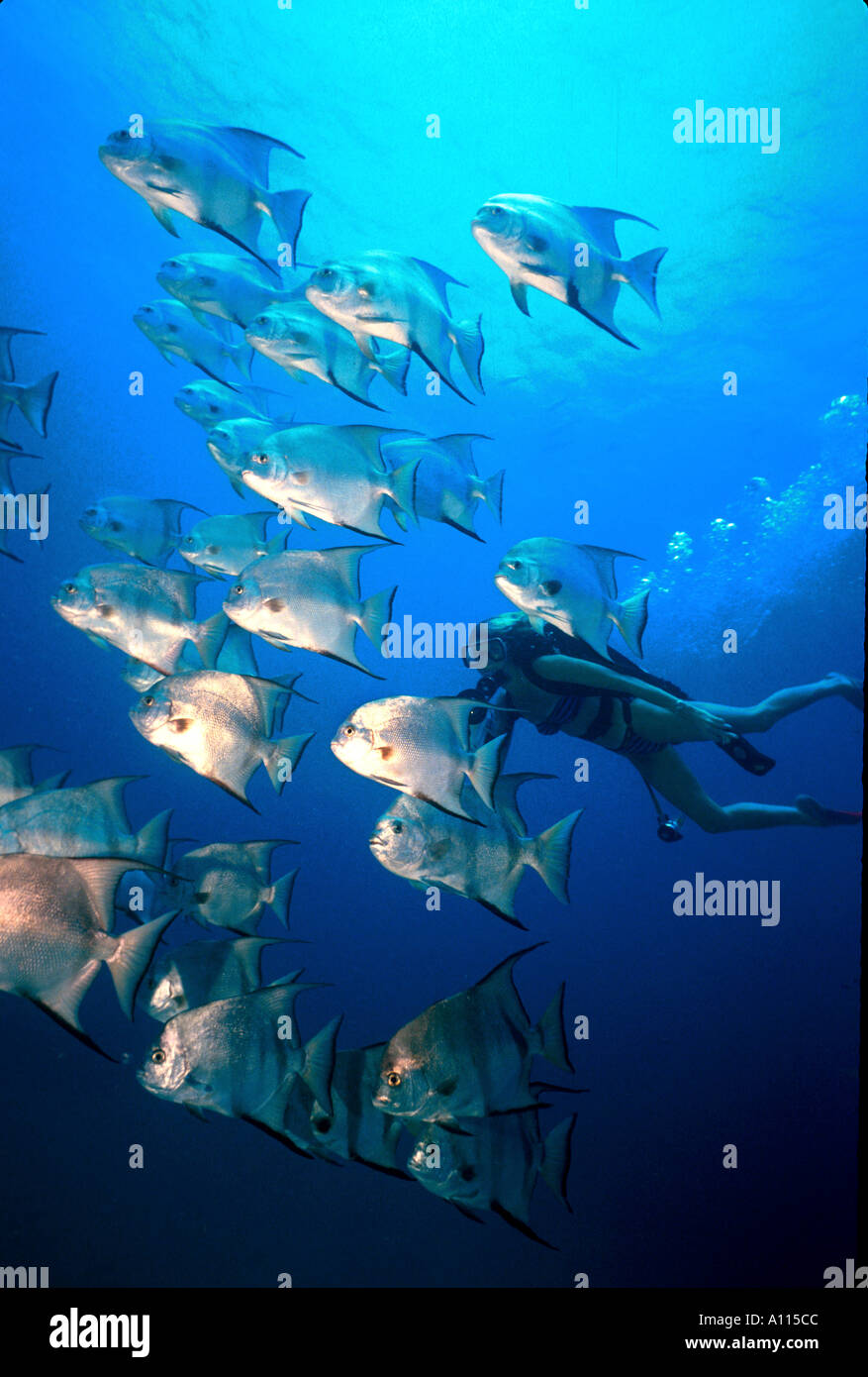 A FEMALE SCUBA DIVER RECORDS A VIDEO OF A LARGE SCHOOL OF ATLANTIC ...