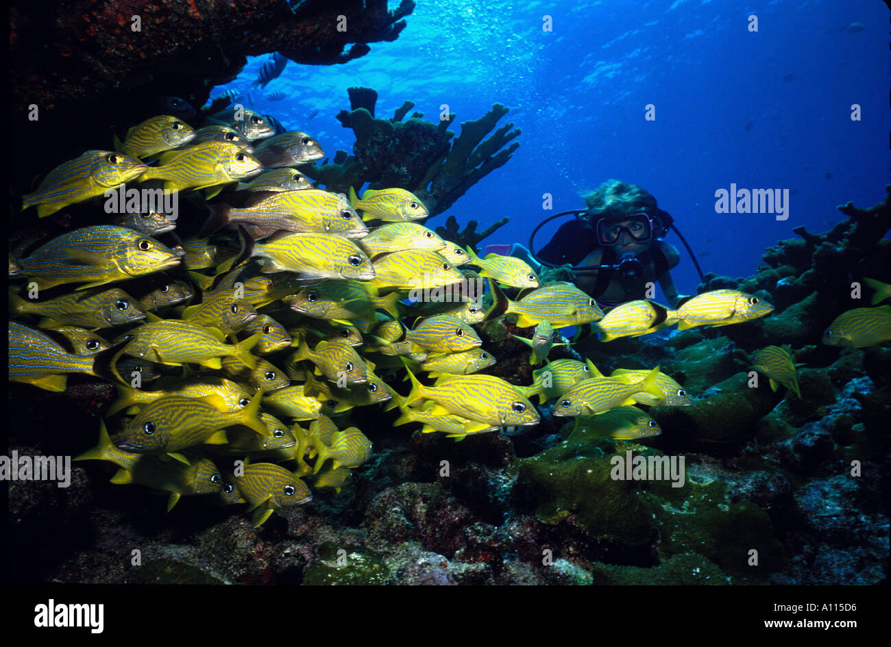 A FEMALE SCUBA DIVER VIEWS SCHOOLING FISH ON A CORAL REEF IN THE ...