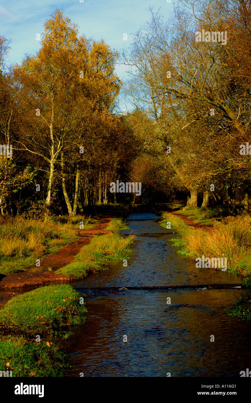 A stream running through Sutton Park in the West Midlands U K autumn ...