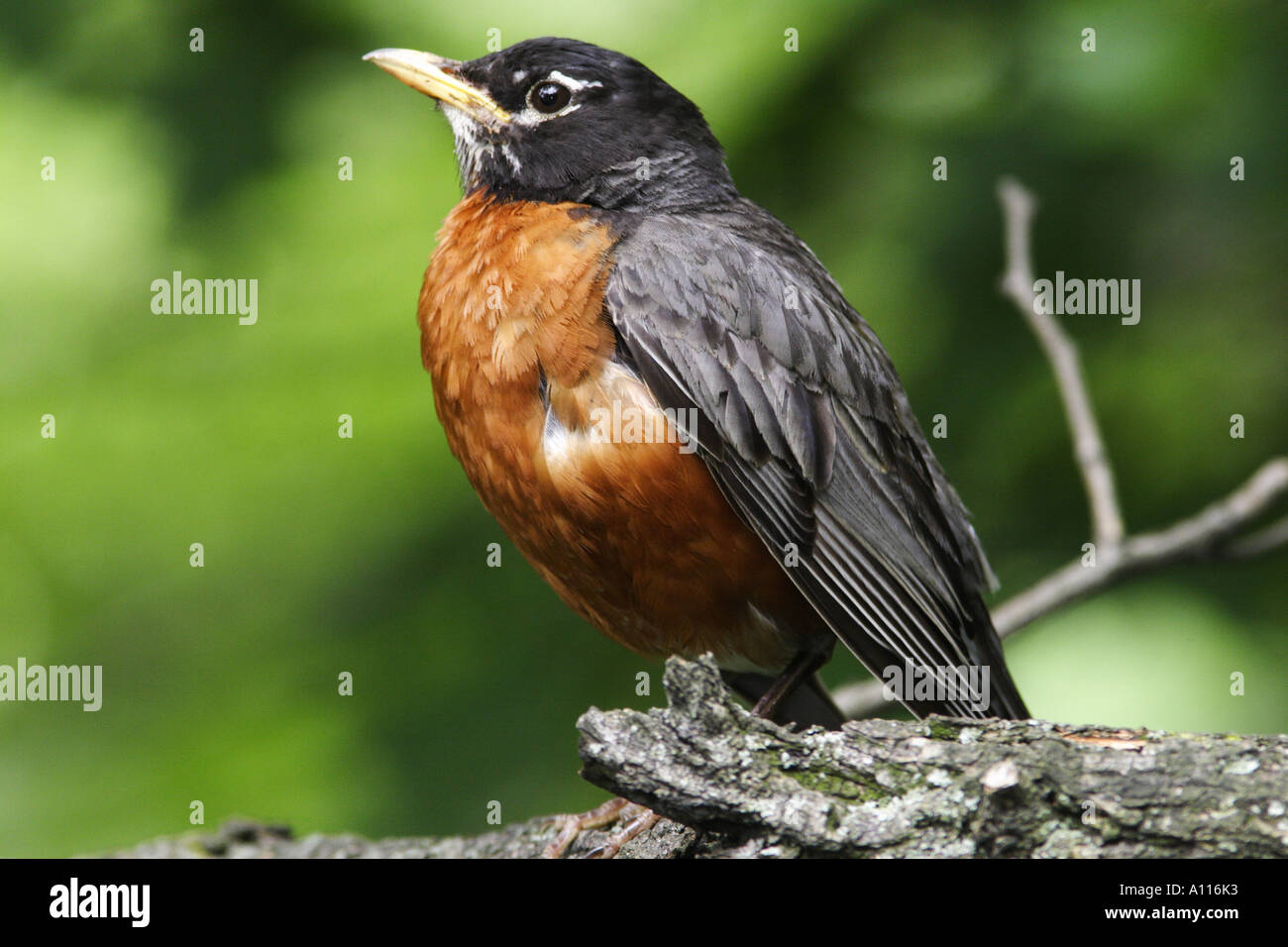 American robin central park new hi-res stock photography and images - Alamy