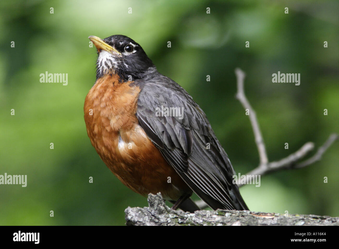 American robin central park new hi-res stock photography and images - Alamy