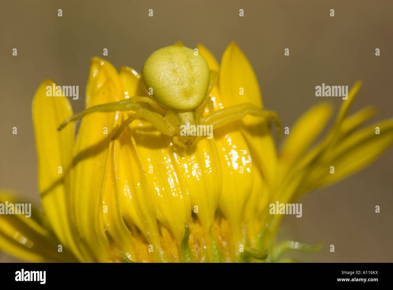 Yellow Crab Spider Stock Photo - Alamy