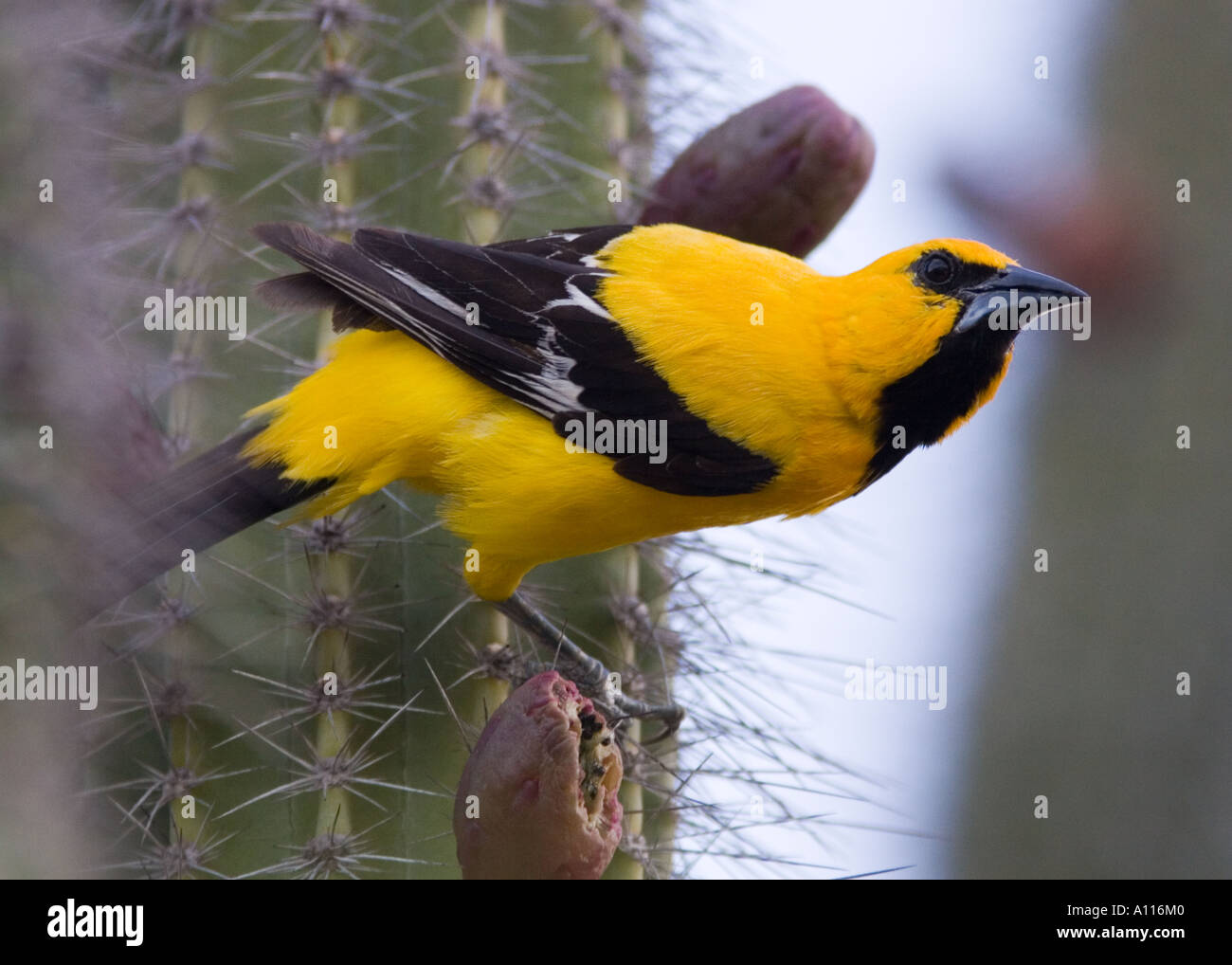 Oriole and yellow flowers hi-res stock photography and images - Alamy
