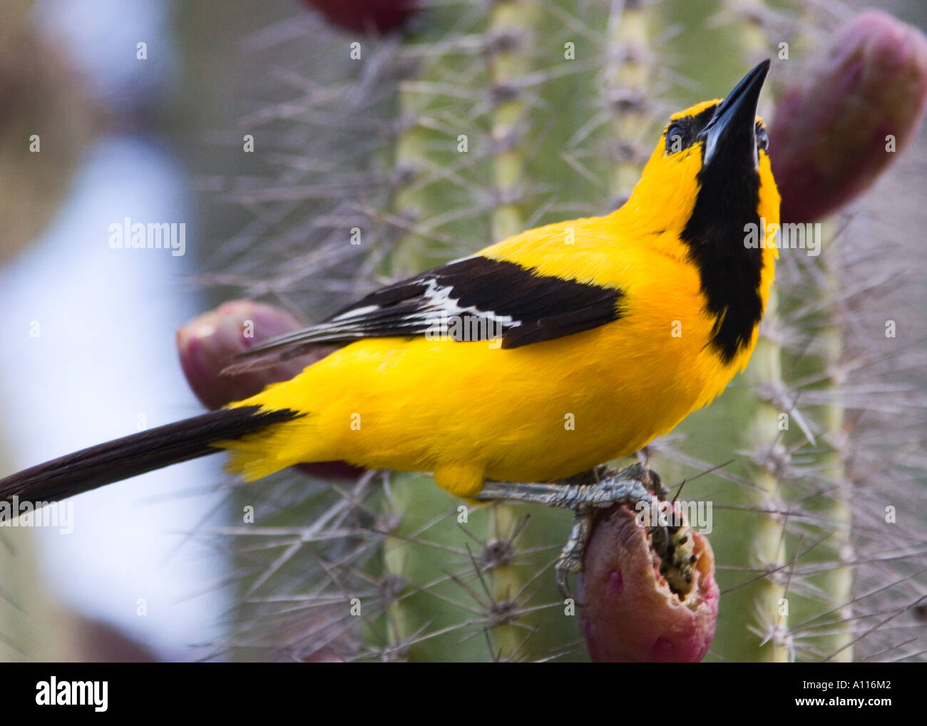 Oriole and yellow flowers hi-res stock photography and images - Alamy