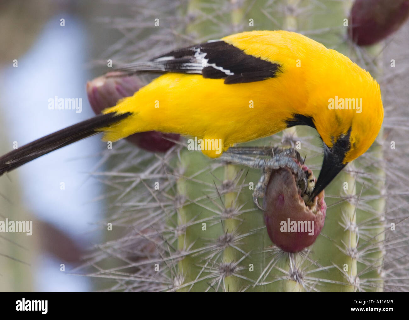 Oriole and yellow flowers hi-res stock photography and images - Alamy
