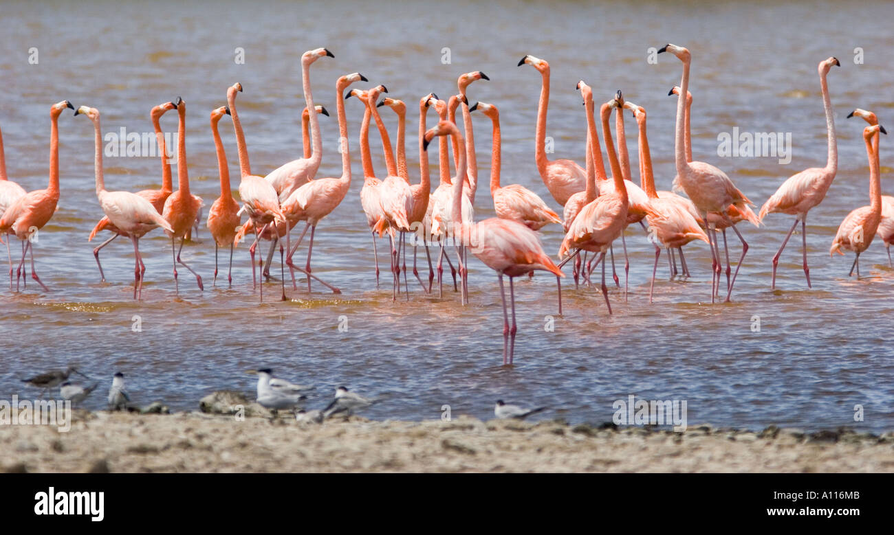 Caribbean pink Flamingo Stock Photo - Alamy