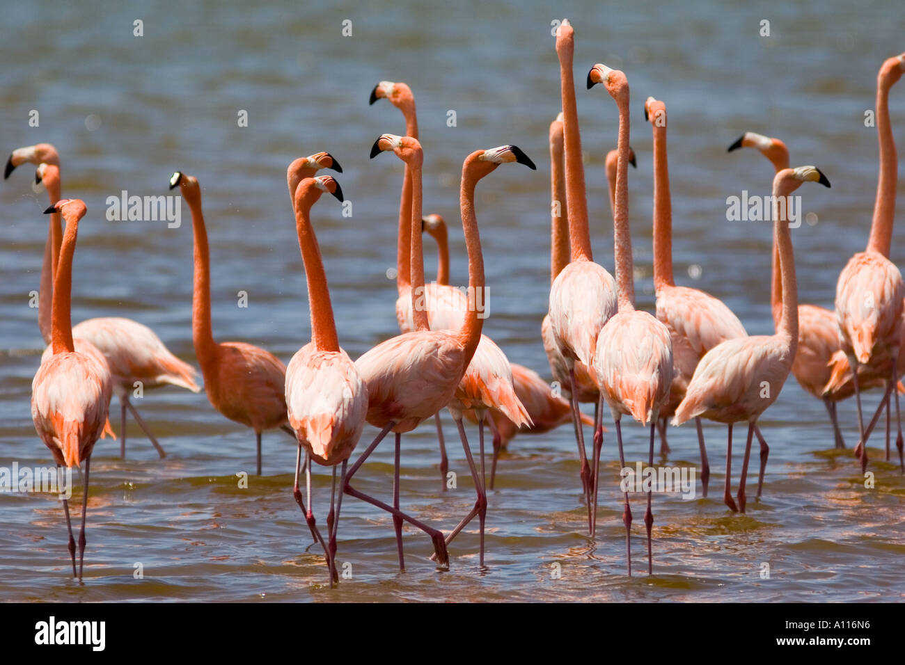 Caribbean Pink Flamingo Stock Photo - Alamy