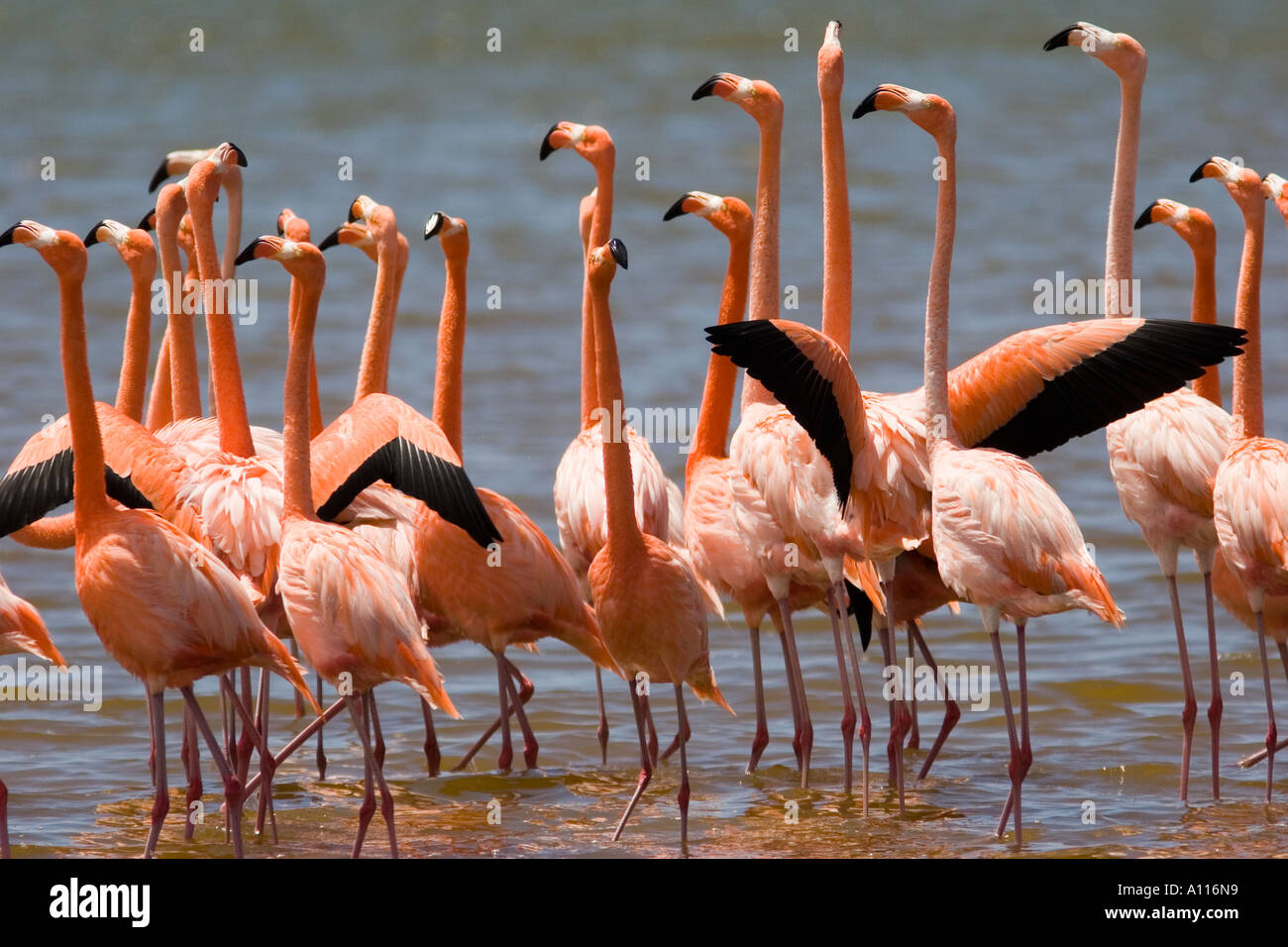 Caribbean Pink Flamingo Stock Photo - Alamy