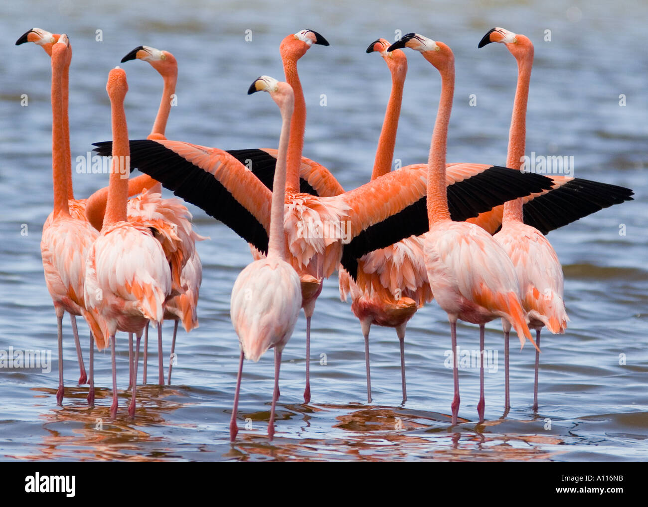 Caribbean Pink Flamingo Stock Photo - Alamy