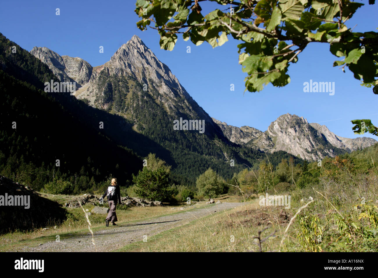 Bartek tree hi-res stock photography and images - Alamy