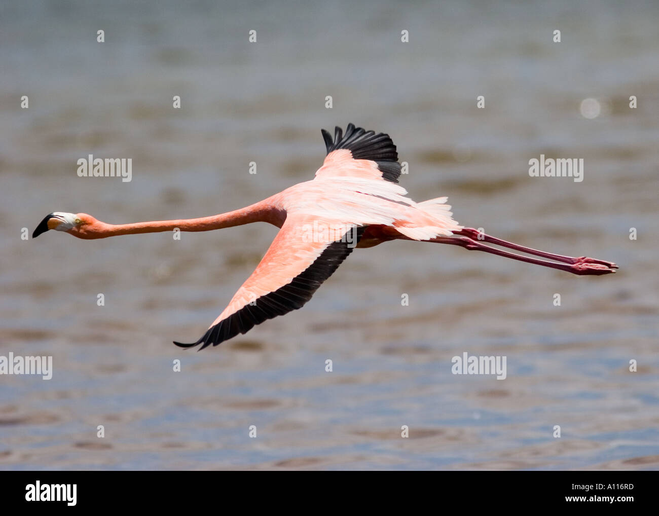 pink flamingo in flight Stock Photo - Alamy