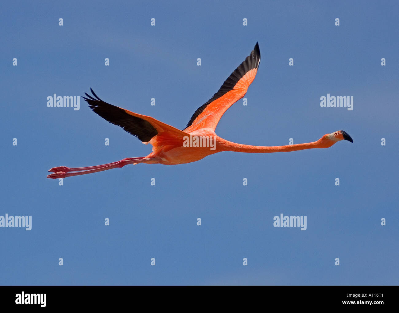 pink flamingos in flight Stock Photo - Alamy