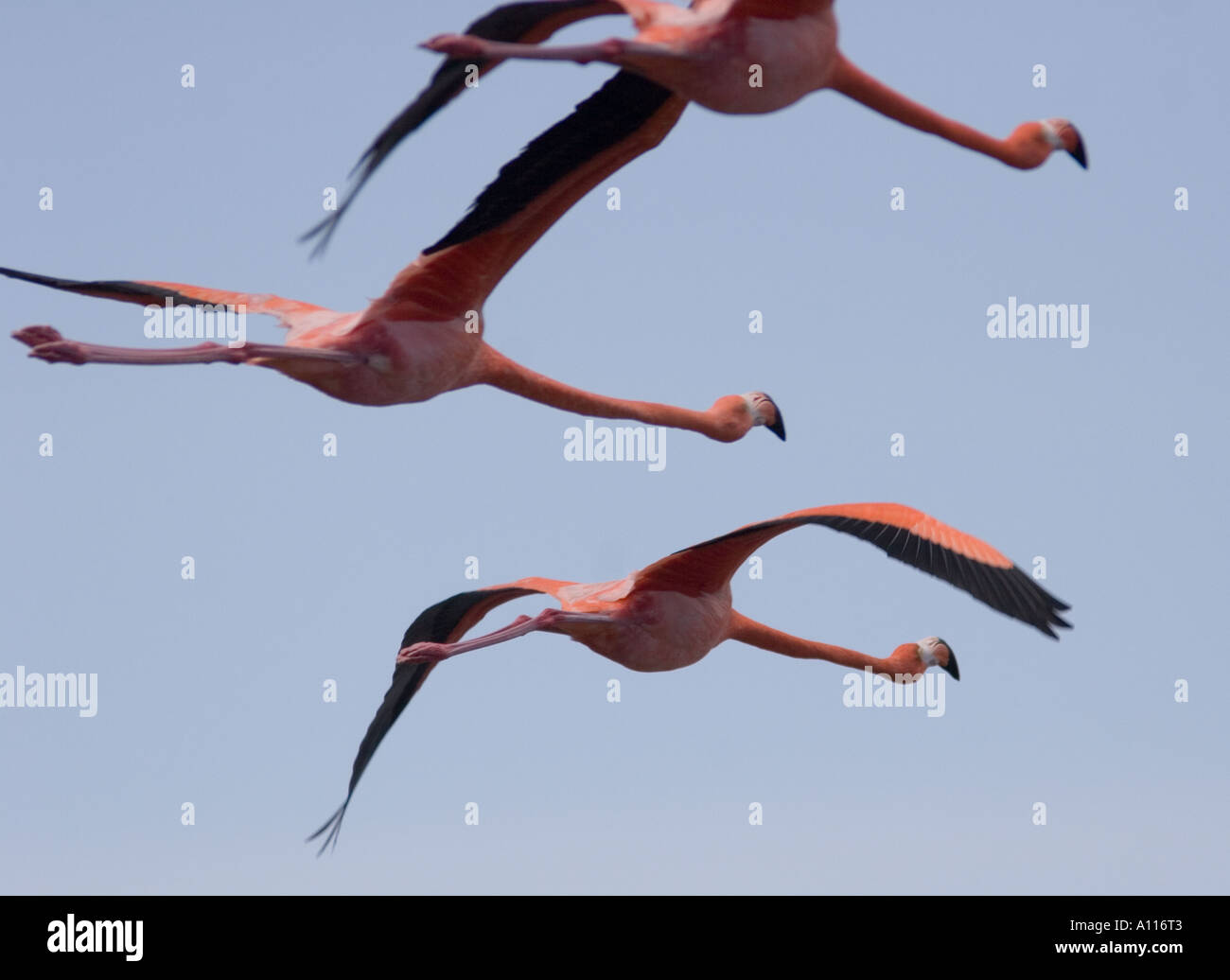 Pink Flamingos in flight Stock Photo - Alamy