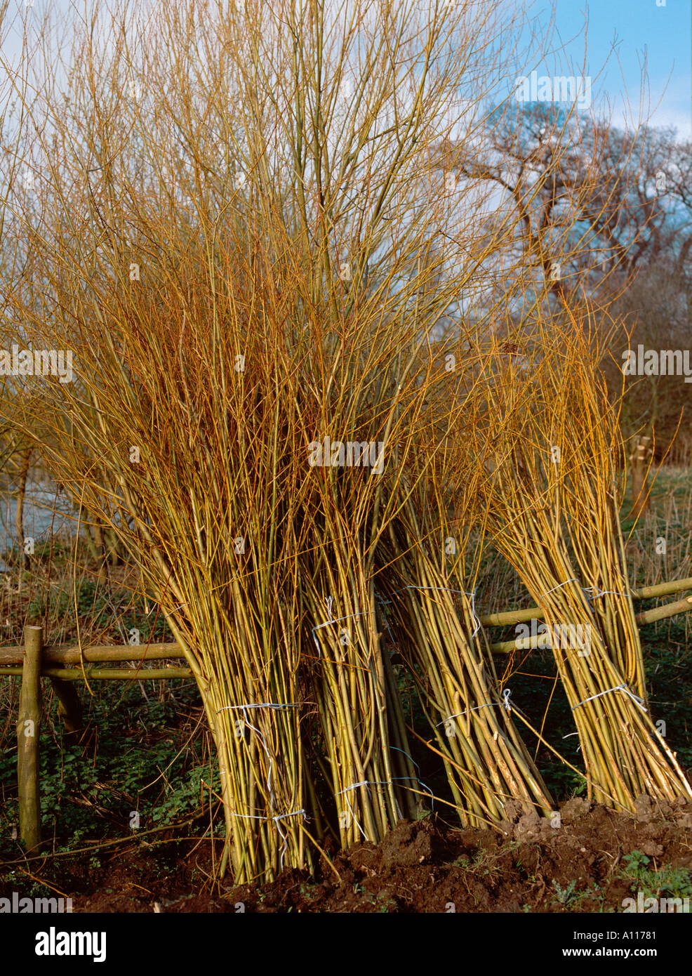 Bundles of Willow sticks stacked against a fence give a warm glow in ...