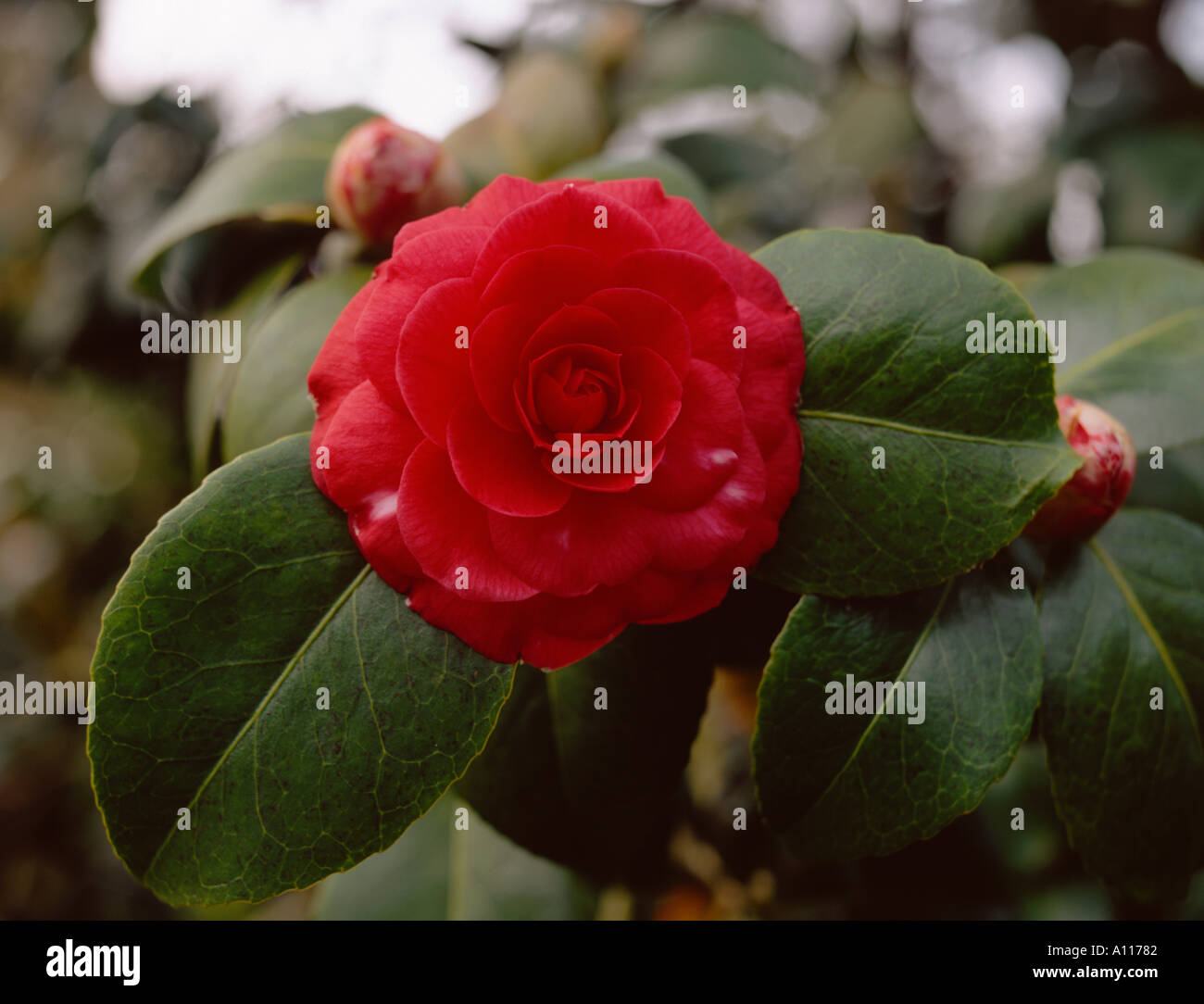 Cold camellia hi-res stock photography and images - Alamy